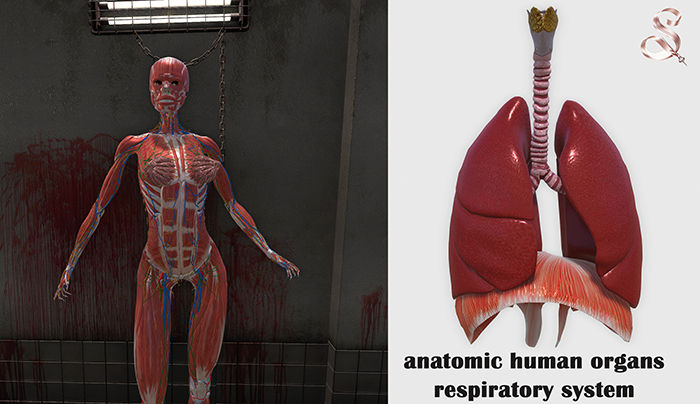 Second Life Marketplace - anatomic human organs - respiratory system ...