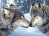 Second Life Marketplace - Snow Wolves Animated Picture