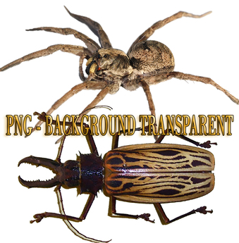 Second Life Marketplace - 32 INSECT TEXTURES.(PNG - BACKGROUND ...