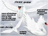 Second Life Marketplace - SWAN avatar just wear shape + sculpt (go up ...