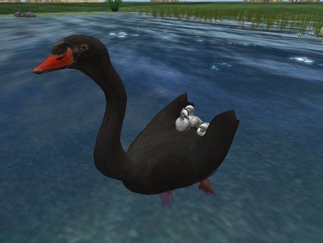 Second Life Marketplace - Ps Animated Black Swan Free Swimming Bird