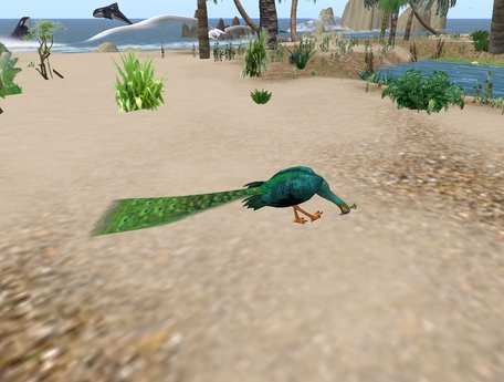 Second Life Marketplace - PS Peacock white Plakat 5.0 Copyable new