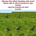 Second Life Marketplace - Moving Crow Black Bird Standing with sound ...