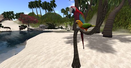Second Life Marketplace - 55% OFF!Bee Designs Tropical birds
