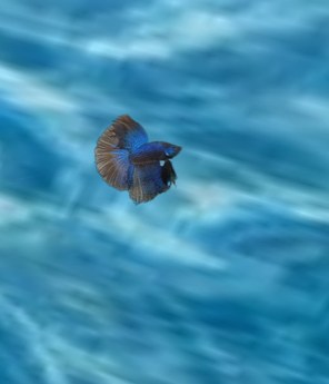 Second Life Marketplace - Blue Betta fighting Fish swims in a circle ...