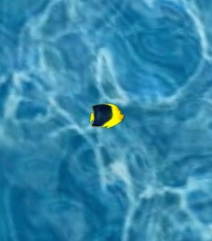 Second Life Marketplace - Yellow Angel Fish swims in a circle TGA ((boxed)