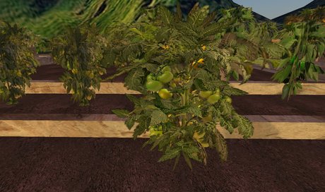 Second Life Marketplace - Yellow Tomato Patch V1 1 prim 15 plant - SALE ...