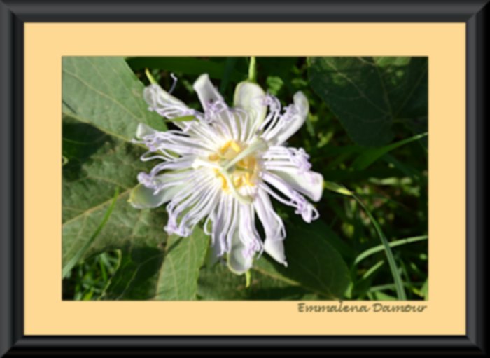 Second Life Marketplace Passion Flower