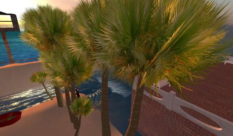 Second Life Marketplace - P Low Copernicia Palm Tree Modify/Transfer ...