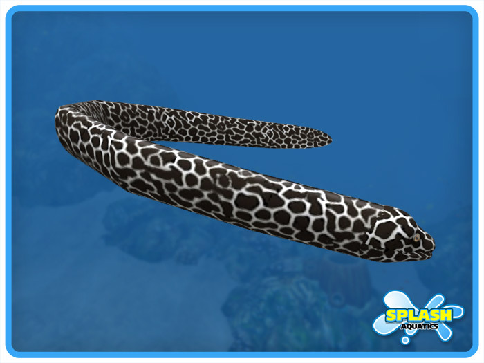 Second Life Marketplace - Moray Eel - Honeycomb