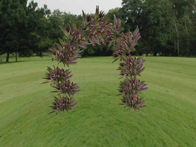 Second Life Marketplace - PLANT Garden Arch Rheo Plant Vines Only 1 ...
