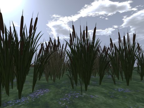 Second Life Marketplace - FYN - Pack 9 Cattails