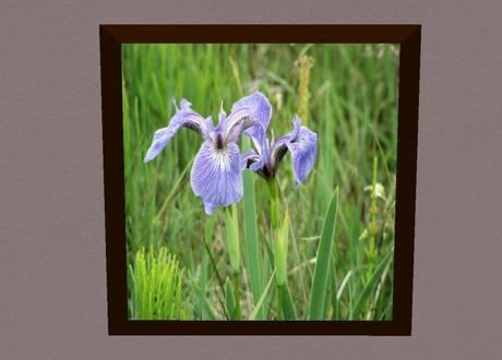 Second Life Marketplace - LILLY FRAMED PIC