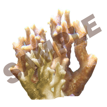Second Life Marketplace - 5 Seamless Coral Alpha Textures Builders Pack ...