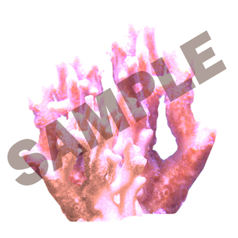 Second Life Marketplace - 5 Seamless Coral Alpha Textures Builders Pack ...