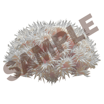 Second Life Marketplace - 5 Seamless Coral Alpha Textures Builders Pack ...