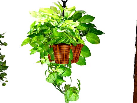 Second Life Marketplace - Sculpted Hanging Vine with Chain & Basket ...