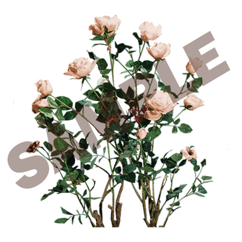 Second Life Marketplace - 5 Seamless Light Rose Bush Alpha Textures ...