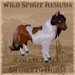 Second Life Marketplace - ~*WSR*~ Red Tobiano Shetland Water LL CLL HLH ...