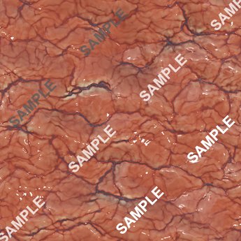 Second Life Marketplace - Textures - Mucous Membrane