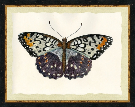 Second Life Marketplace - · Hand Colored Butterfly