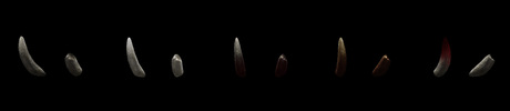 Second Life Marketplace - .Eldritch. Orc Teeth - Broken