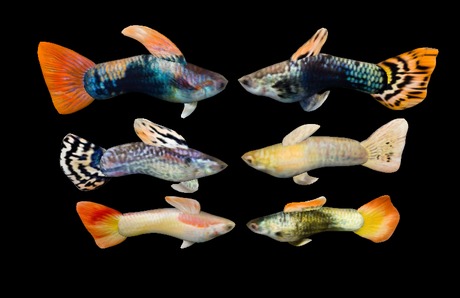Second Life Marketplace - Aquarium Fish Set #1 Guppy Sculpty Maps and ...