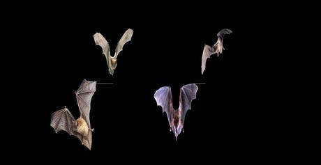 Second Life Marketplace - 4 full perms bat alpha textures halloween