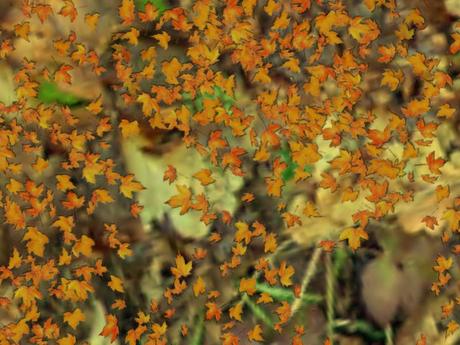 Second Life Marketplace - Autumn Leaf Cover (One of our many catalogue ...