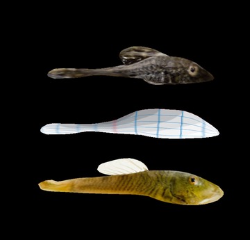 Second Life Marketplace - Aquarium Fish Set #3 Plecostomas Fish Sculpty ...