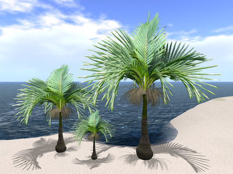 Second Life Marketplace - Tropical Palm Tree Bottle Myola v1 COPY/MOD