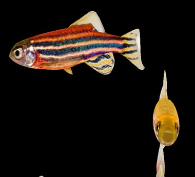 Second Life Marketplace - AQUARIUM #4 ZEBRA FISH SCULPTY MAPS AND TEXTURES