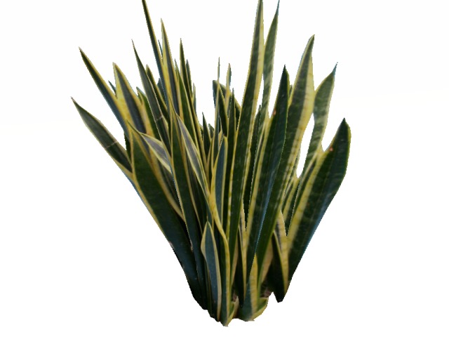 Second Life Marketplace - Plant Espada de Sao Jorge Mesh