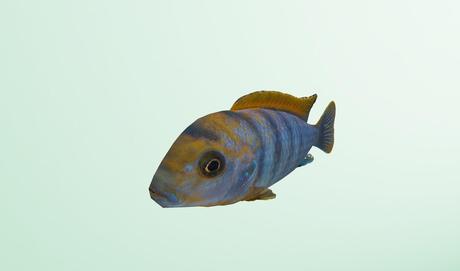 Second Life Marketplace - mesh Labidochromis hongi african cichlid fish
