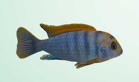 Second Life Marketplace - mesh Labidochromis hongi african cichlid fish