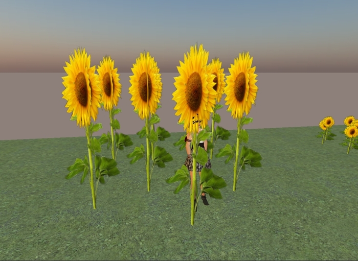 Second Life Marketplace - 8 Flower Sunflower #7 Plants L * ONLY 1 PRIM ...