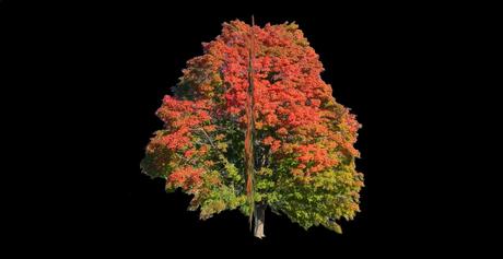 Second Life Marketplace - 1 prim autumn fall tree with falling leaves