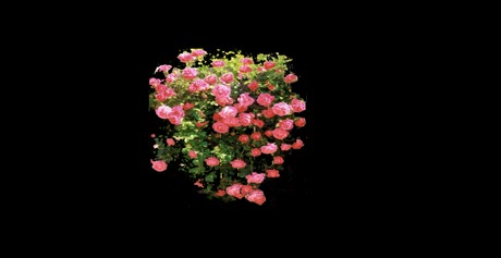 Second Life Marketplace - Pink roses full perms alpha texture