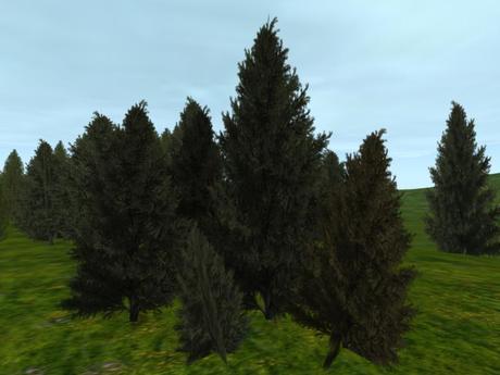 Second Life Marketplace - Colorado Spruce Grouping (One of my ...