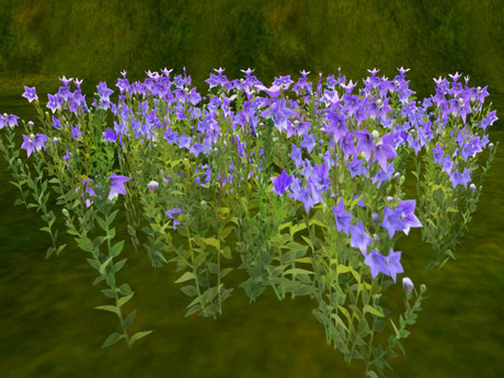 Second Life Marketplace - Chinese bellflower (kikyo) (copy)