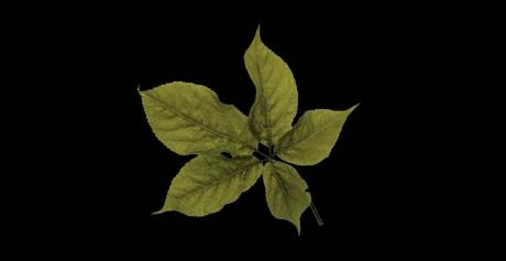 Second Life Marketplace - Green leaf texture full perm
