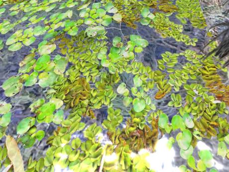 Second Life Marketplace - Floating Swamp Vegetation (One of the items ...