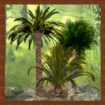 Second Life Marketplace - Palm tree texture pack