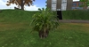 Second Life Marketplace - Multi Trunk Cycad