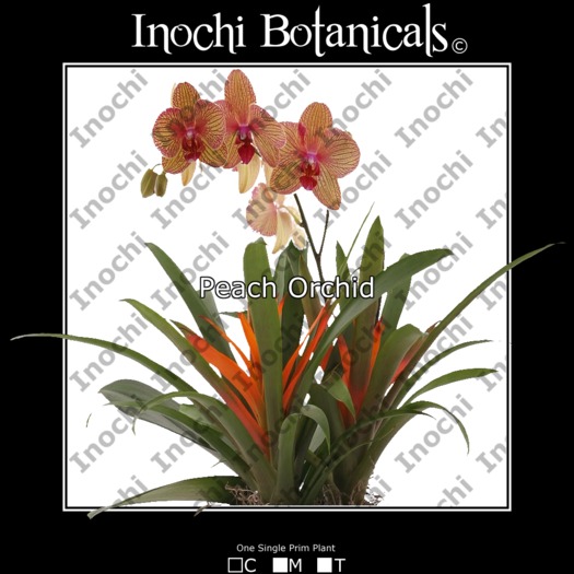 Second Life Marketplace - Inochi Botanicals - Peach Orchid