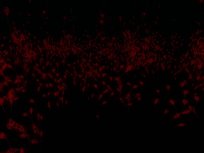 Second Life Marketplace - Guen (field) blood