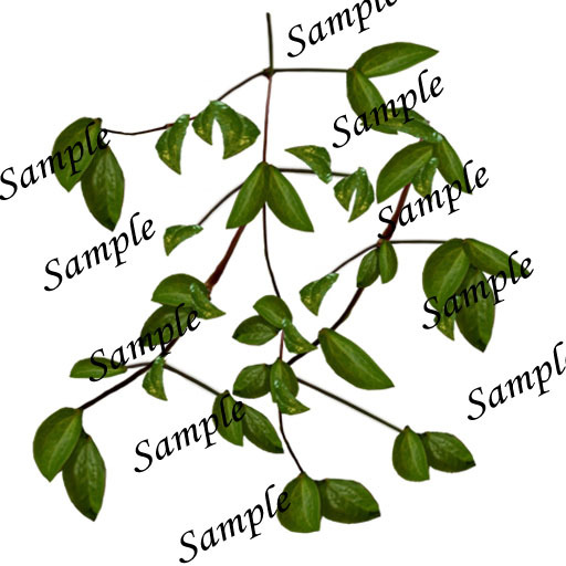 Second Life Marketplace - Leaves IVY alpha texture (1)
