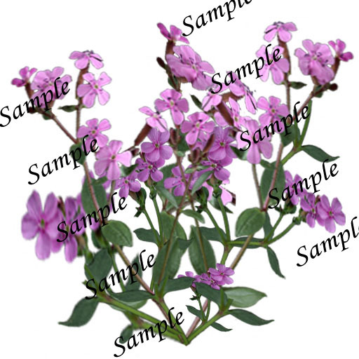 Second Life Marketplace - Leaves IVY alpha texture with flowers (3)