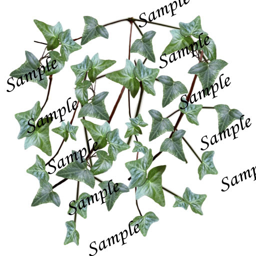 Second Life Marketplace - Leaves IVY alpha texture (4)