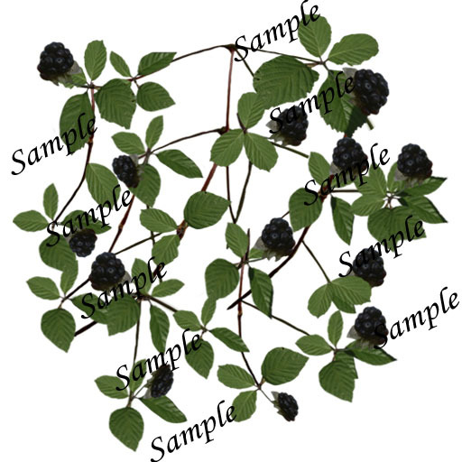 Second Life Marketplace - Leaves IVY alpha texture (4)
